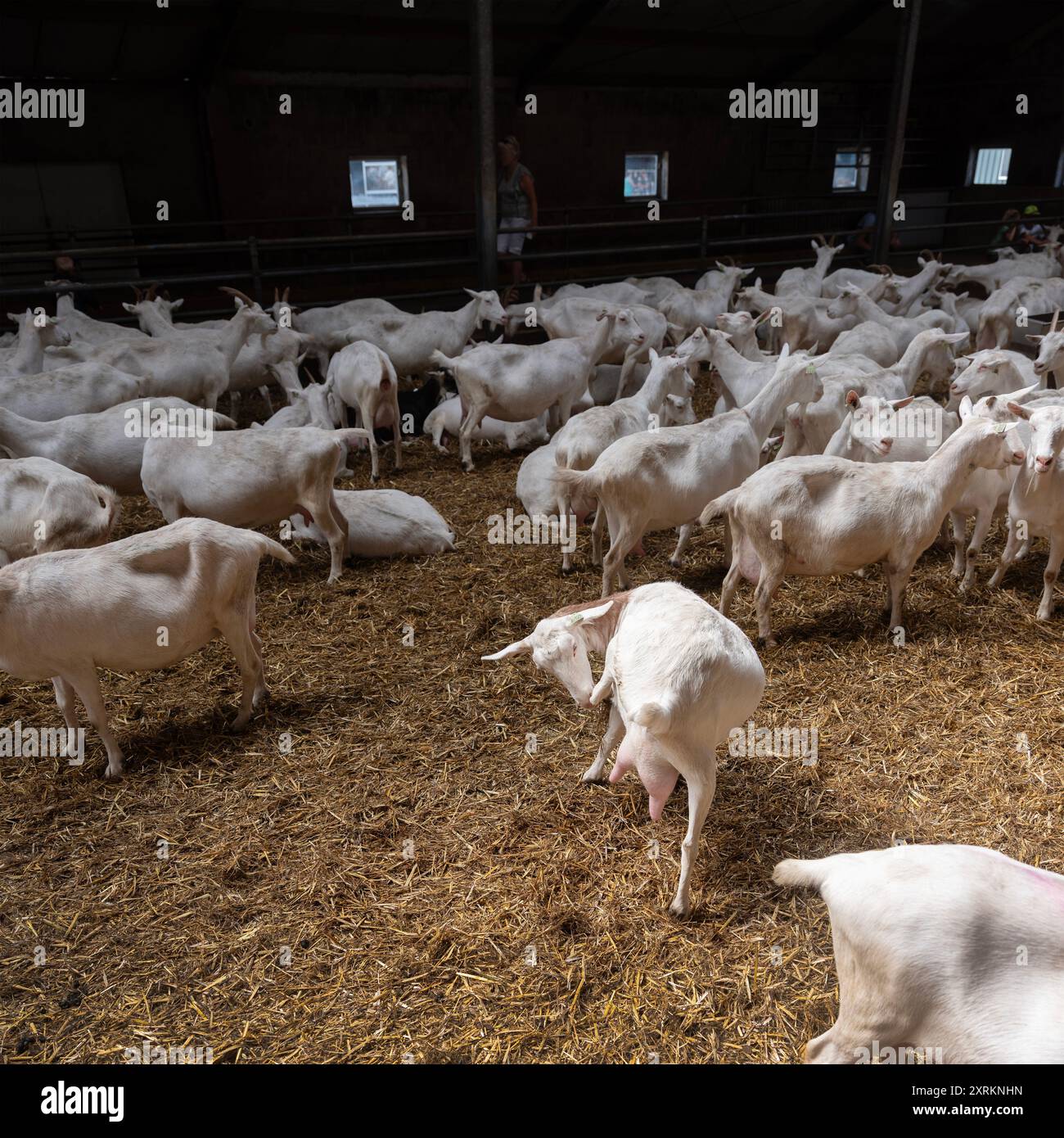 large herd of white goats in barn of dutch farm in the netherlands ...