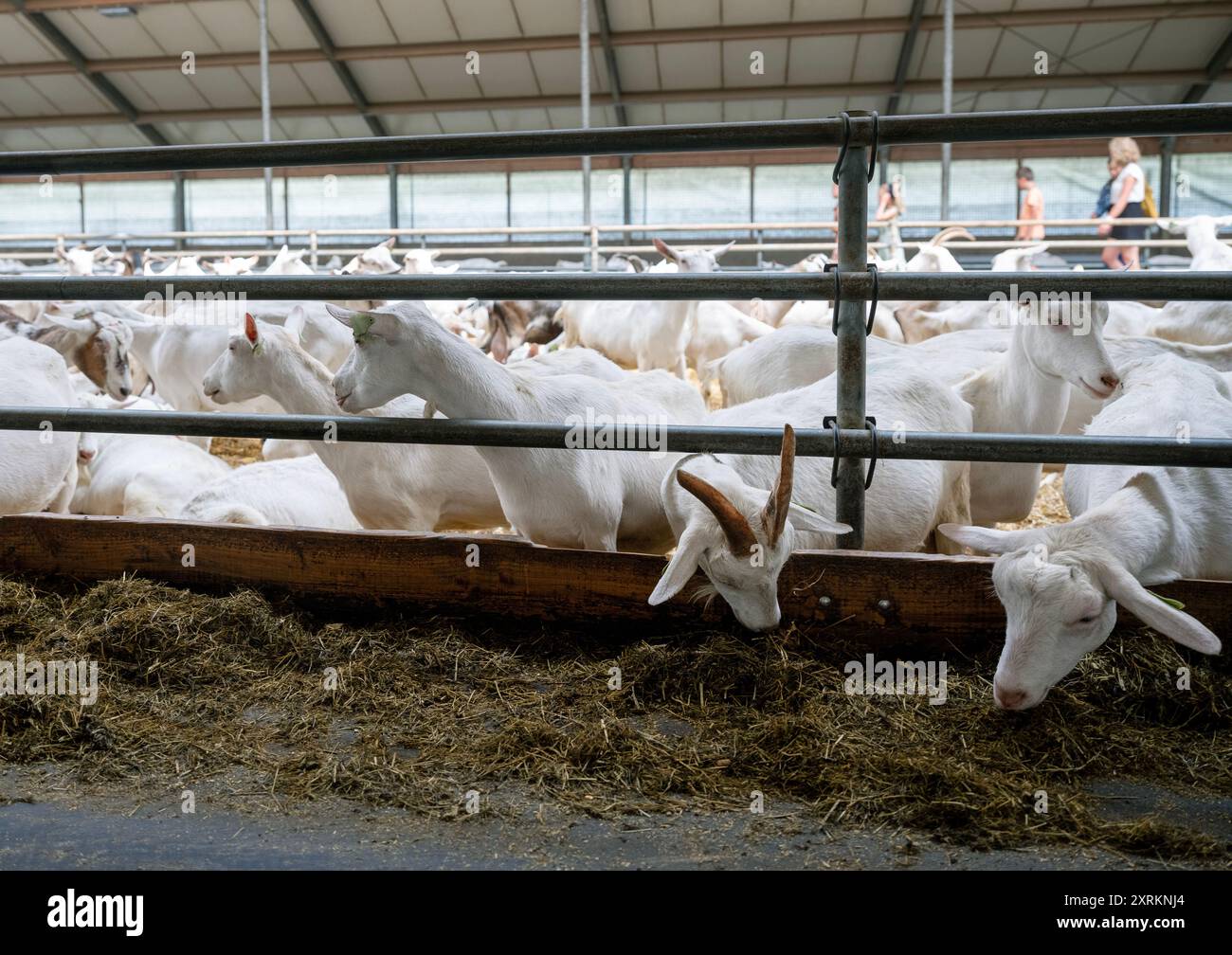 large herd of white goats in barn of dutch farm in the netherlands ...