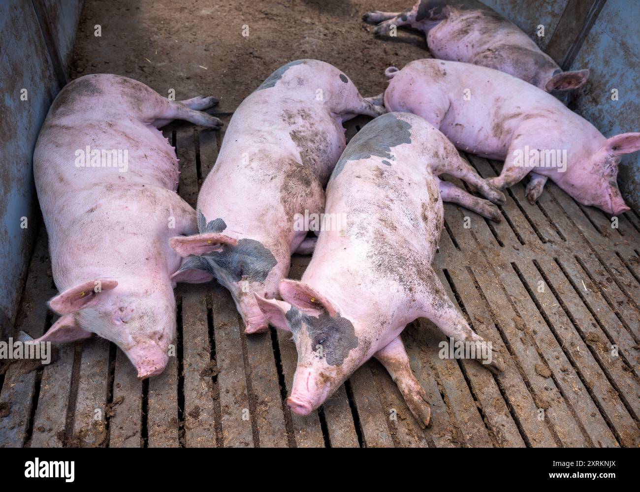 group of pigs in pigpen on organic farm in the netherlands Stock Photo ...