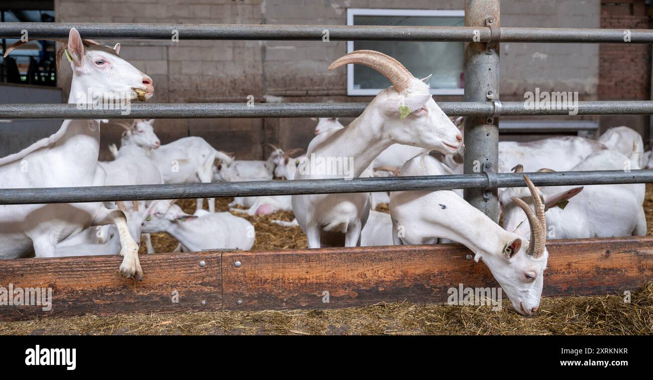 large herd of white goats in barn of dutch farm in the netherlands ...
