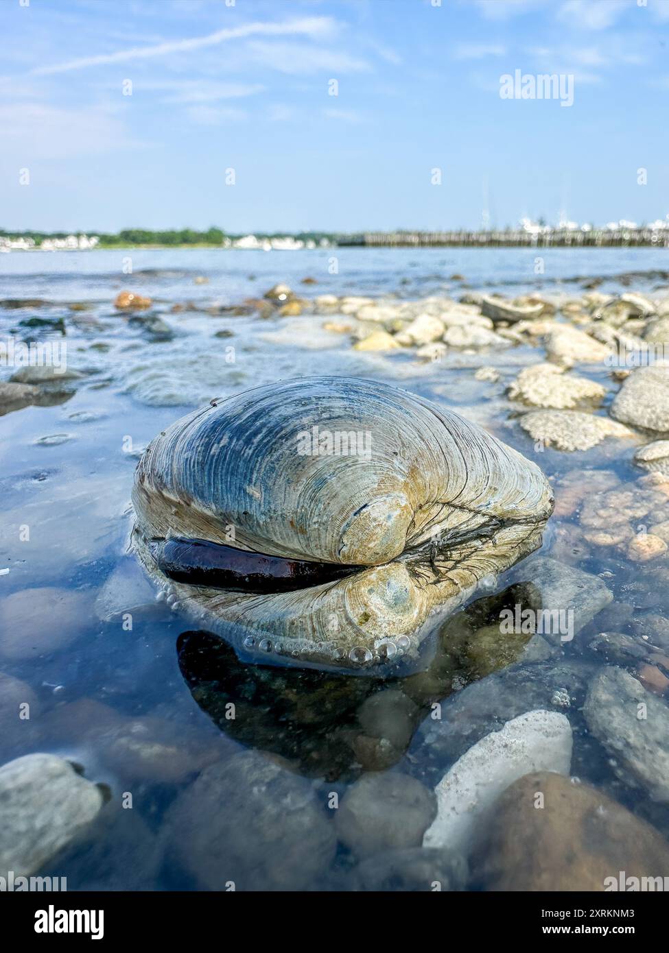 A sizable clam is located in shallow water, partially submerged and ...