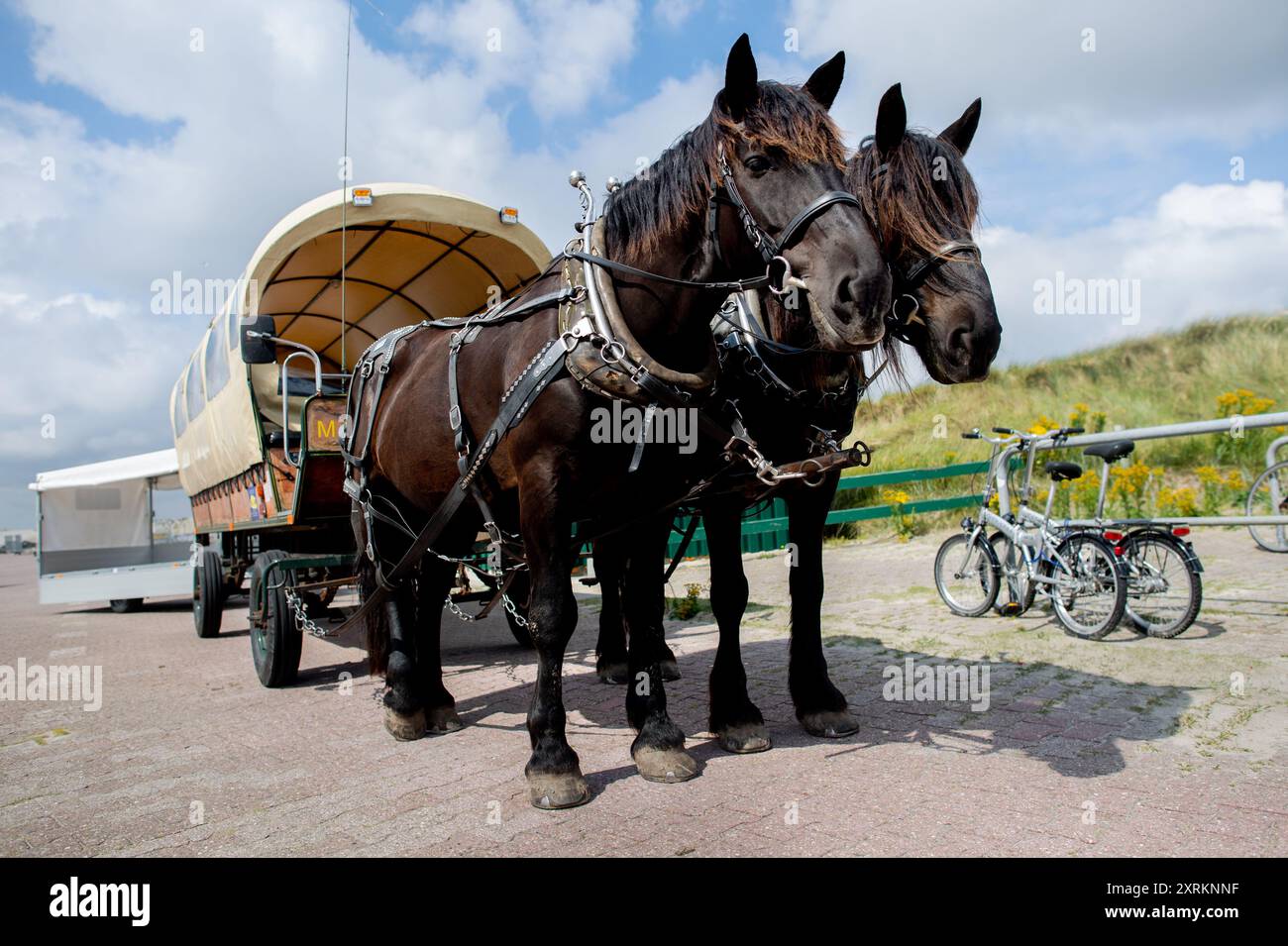 Baltrum, Germany. 11th July, 2024. The two carriage horses Elmar and ...