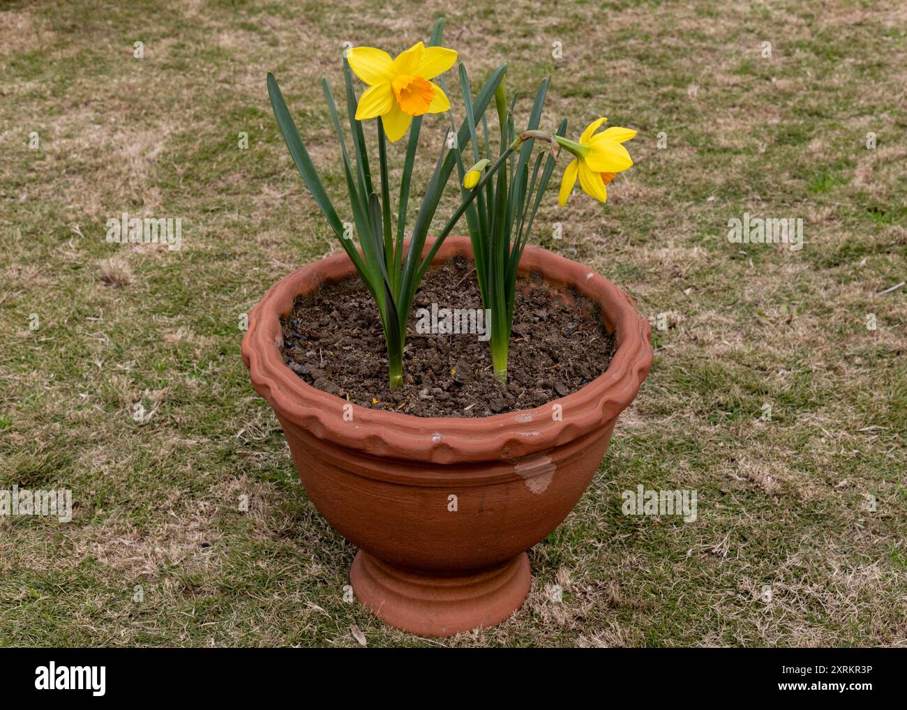 Bunch of golden daffodils hi-res stock photography and images - Alamy