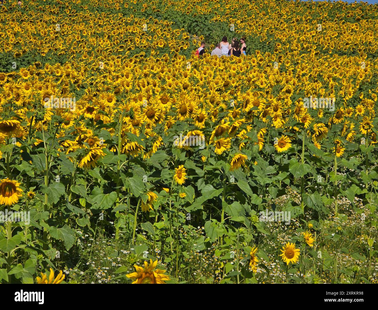 Stonor, United Kingdom, 11 August 2024. UK Weather - People enjoy a ...