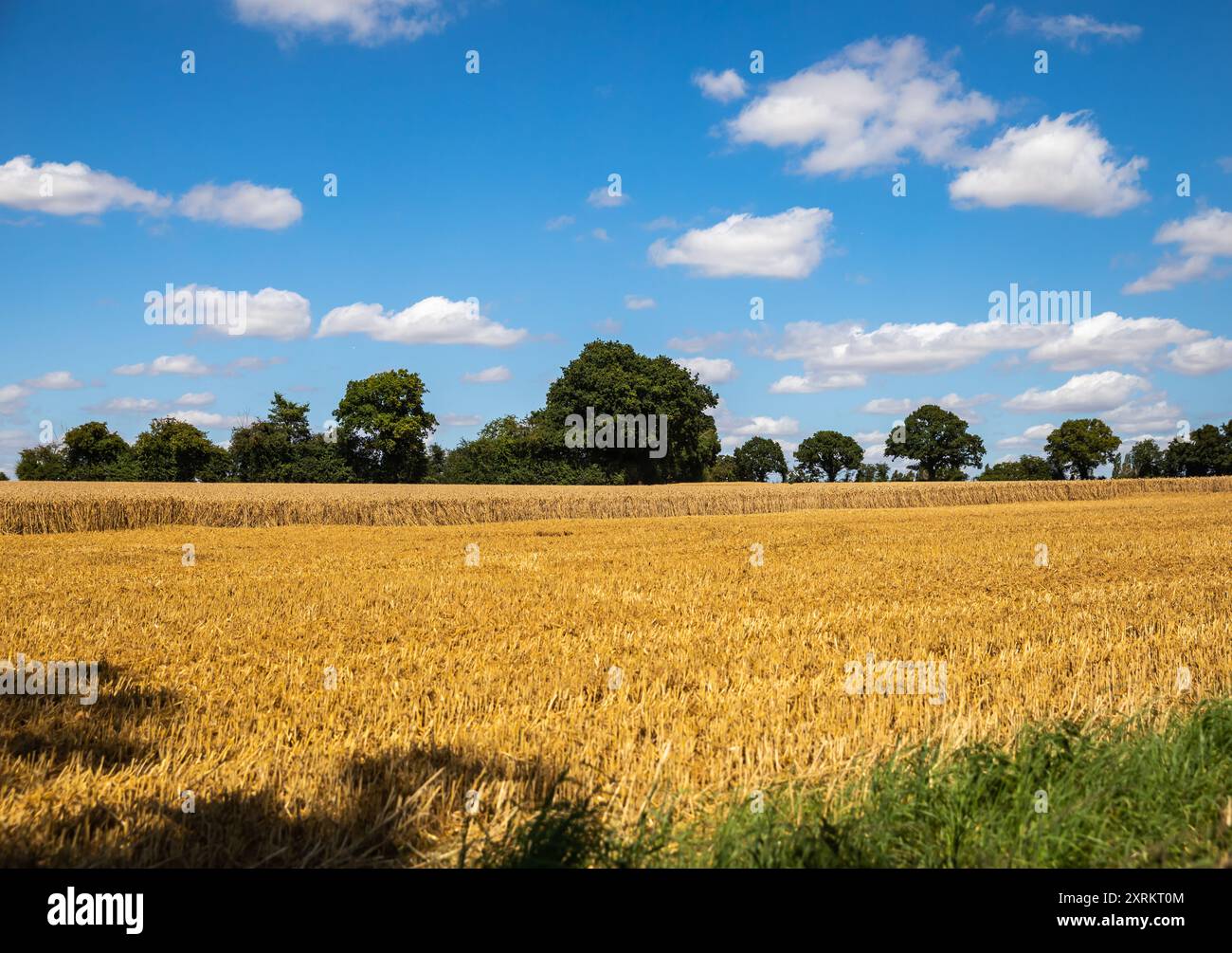 Sunshine over fields that are being harvested in Suffolk, UK Stock ...