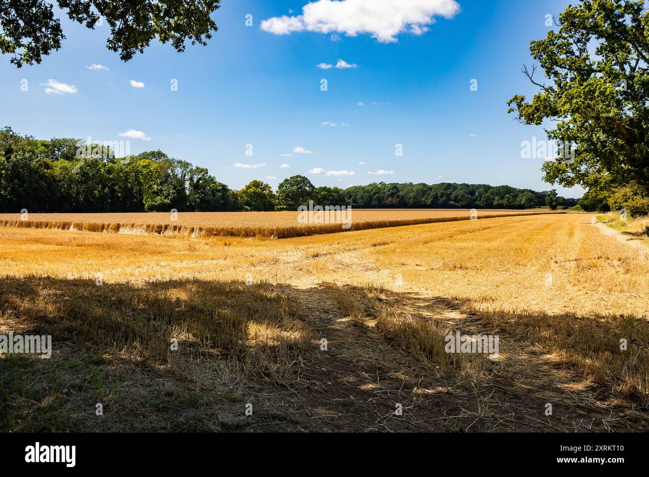 Sunshine over fields that are being harvested in Suffolk, UK Stock ...