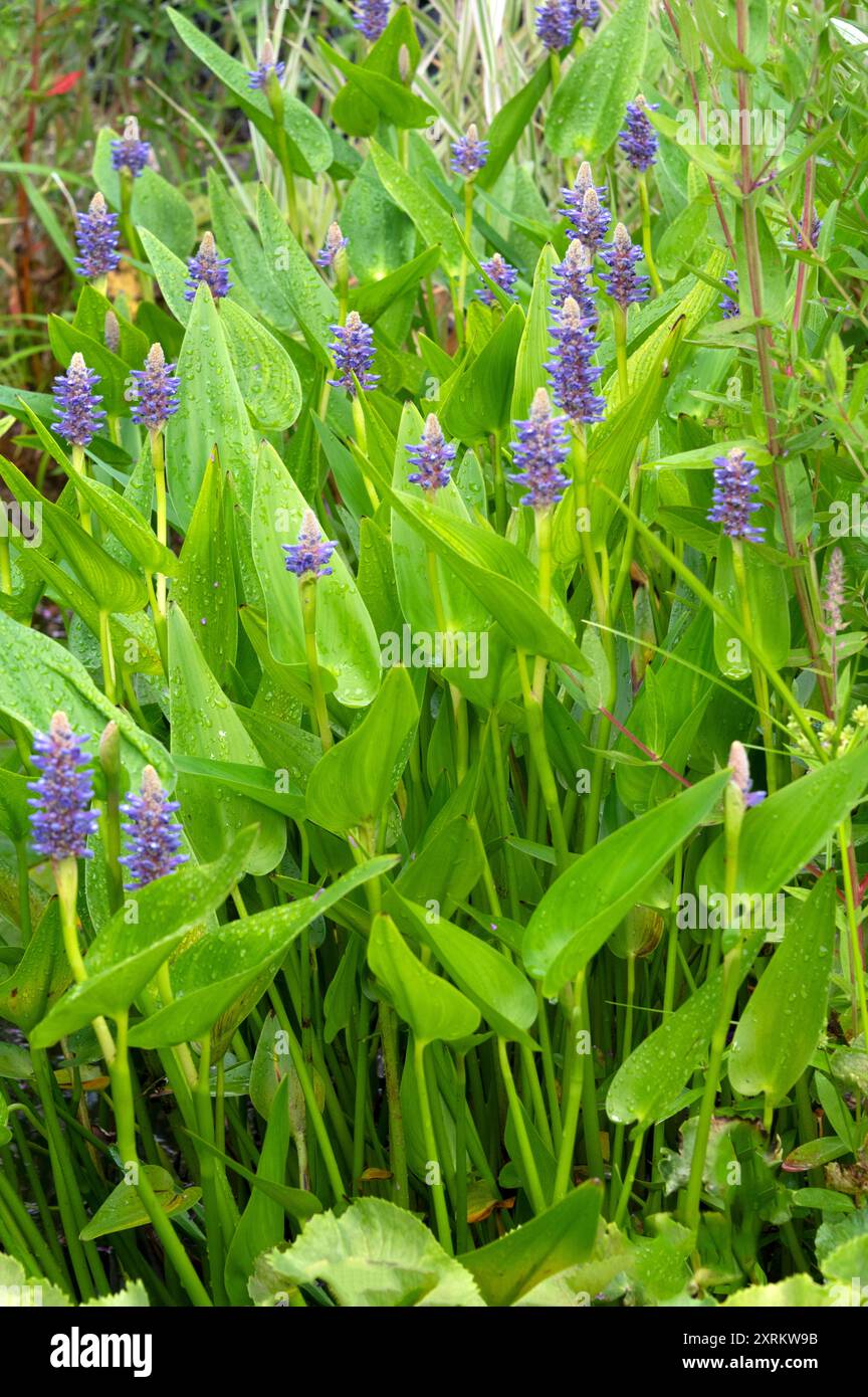 Aquatic invasive plants hi-res stock photography and images - Alamy