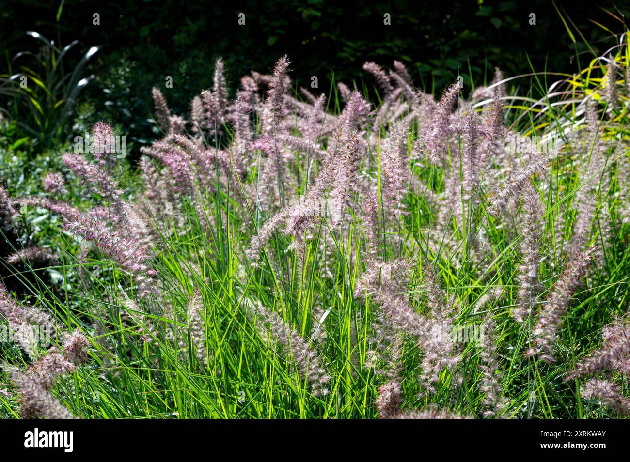 Oriental fountain grass 'Karley Rose, Pennisetum orientale Karley Rose ...