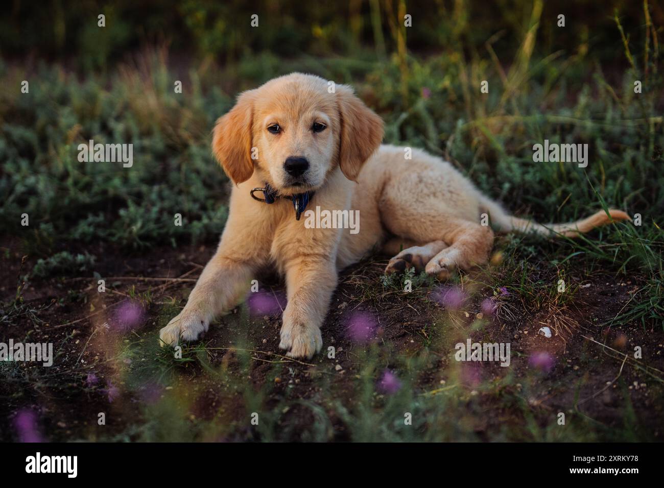Fluffy Sweet Golden Retriever Puppy. Wonderful Summer Backdrop Pedigree ...