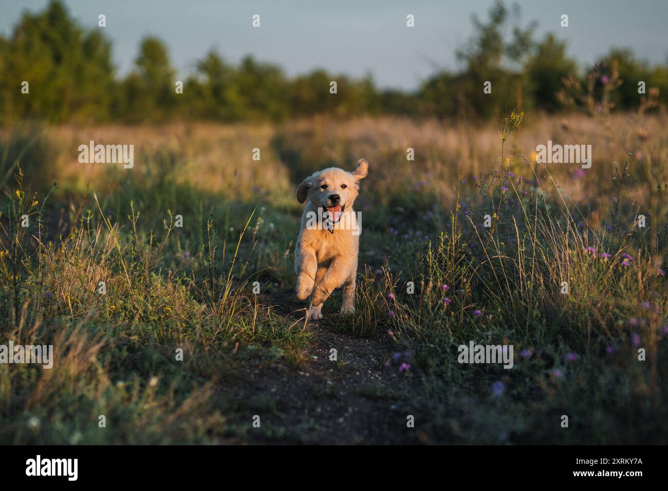 Sweet Golden Retriever Puppy Running On Green Grass.happy Doggy,Playful ...