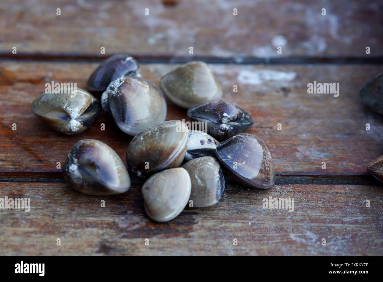 Selective focus of raw kerang kapah (Meretrix lyrata) on board Stock ...