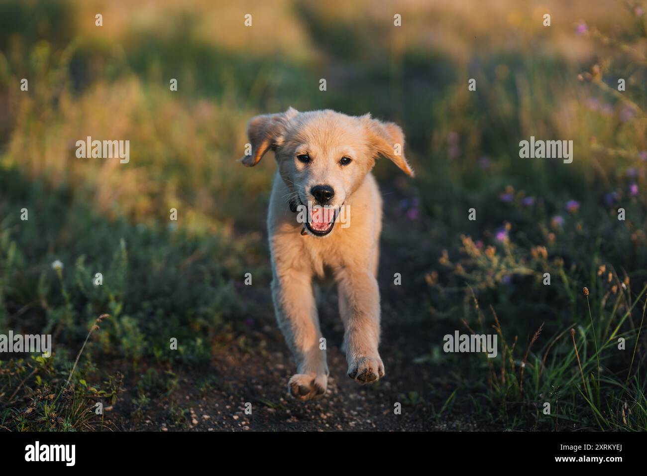 Sweet Golden Retriever Puppy Running On Green Grass.happy Doggy,Playful ...