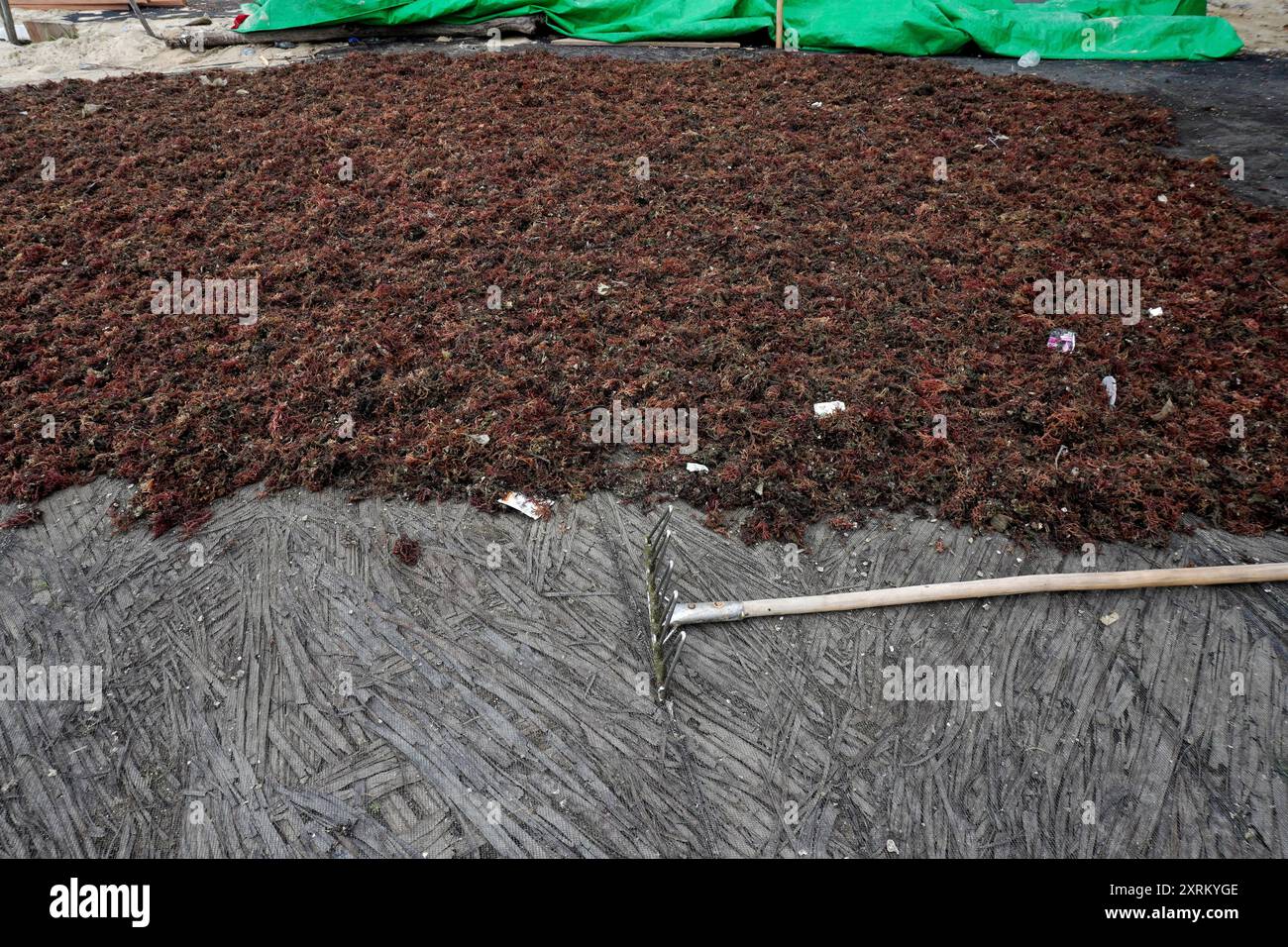 seaweed in the drying process Stock Photo - Alamy