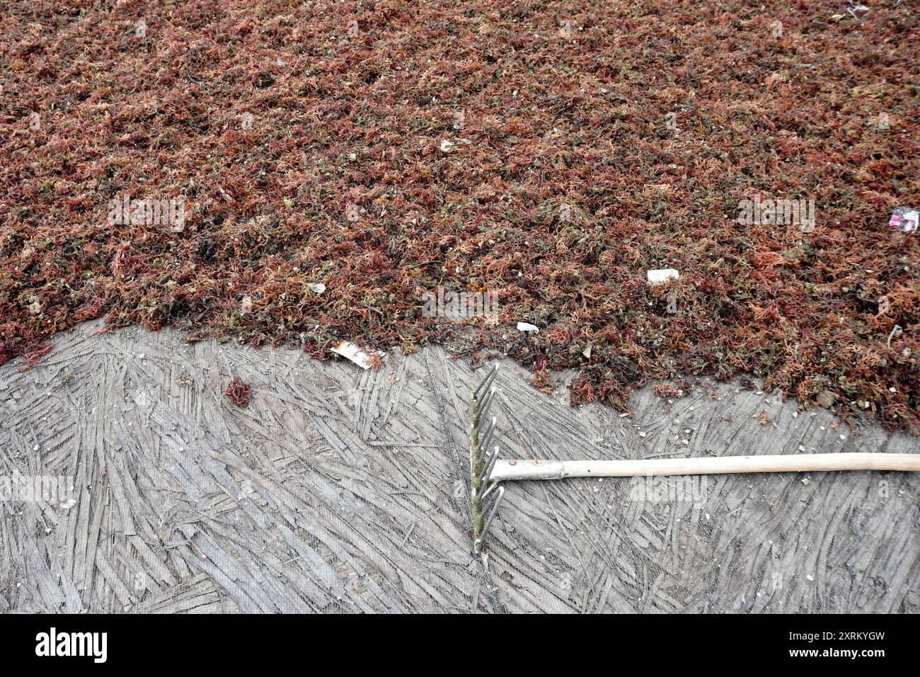 seaweed in the drying process Stock Photo - Alamy