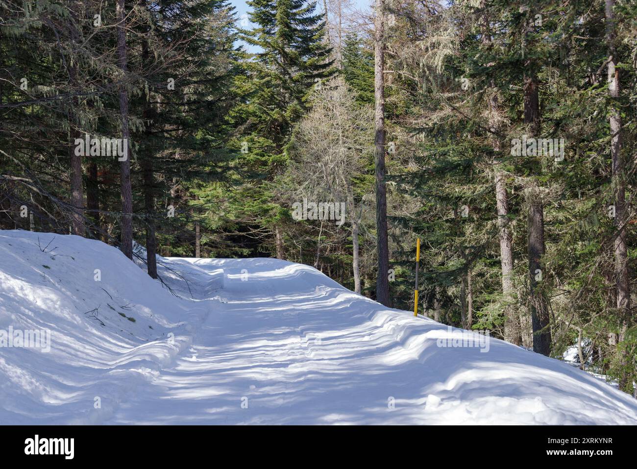Narrow snowy forest road hi-res stock photography and images - Alamy