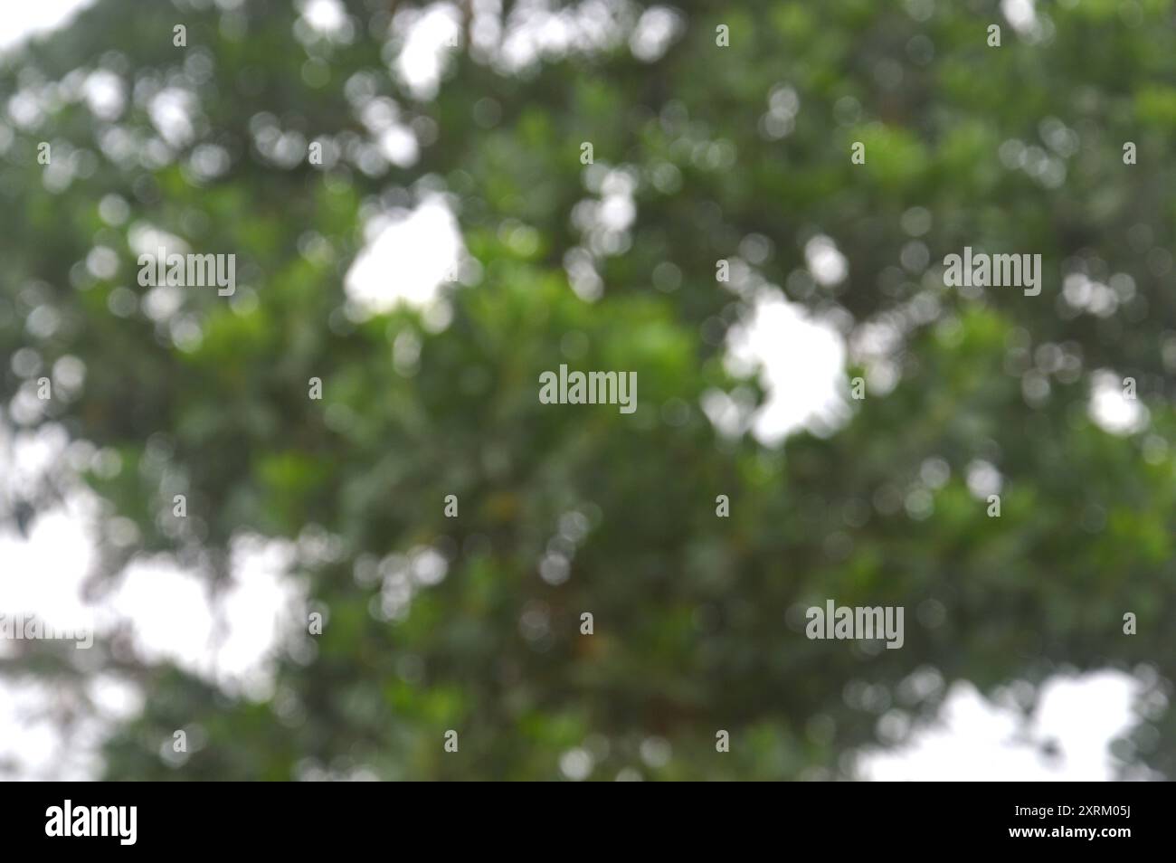 background blur is not in focus Stock Photo - Alamy