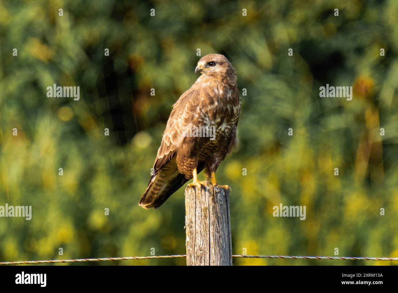 Common buzzard (Buteo buteo) sitting on a wood fence Stock Photo - Alamy