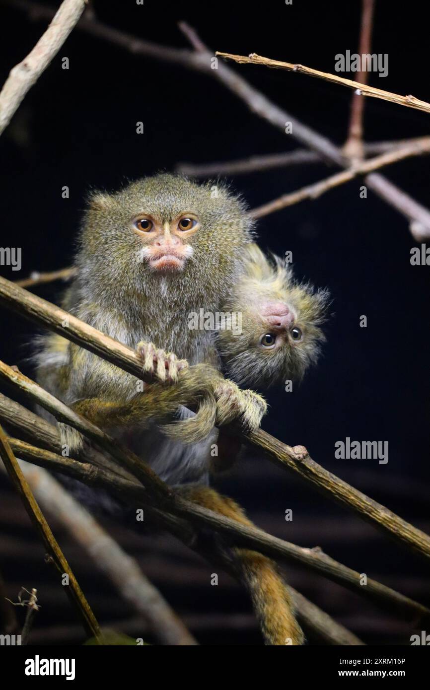 Pygmy Marmoset Close-up, Exotic Animals, Smallest Monkey, Wildlife ...