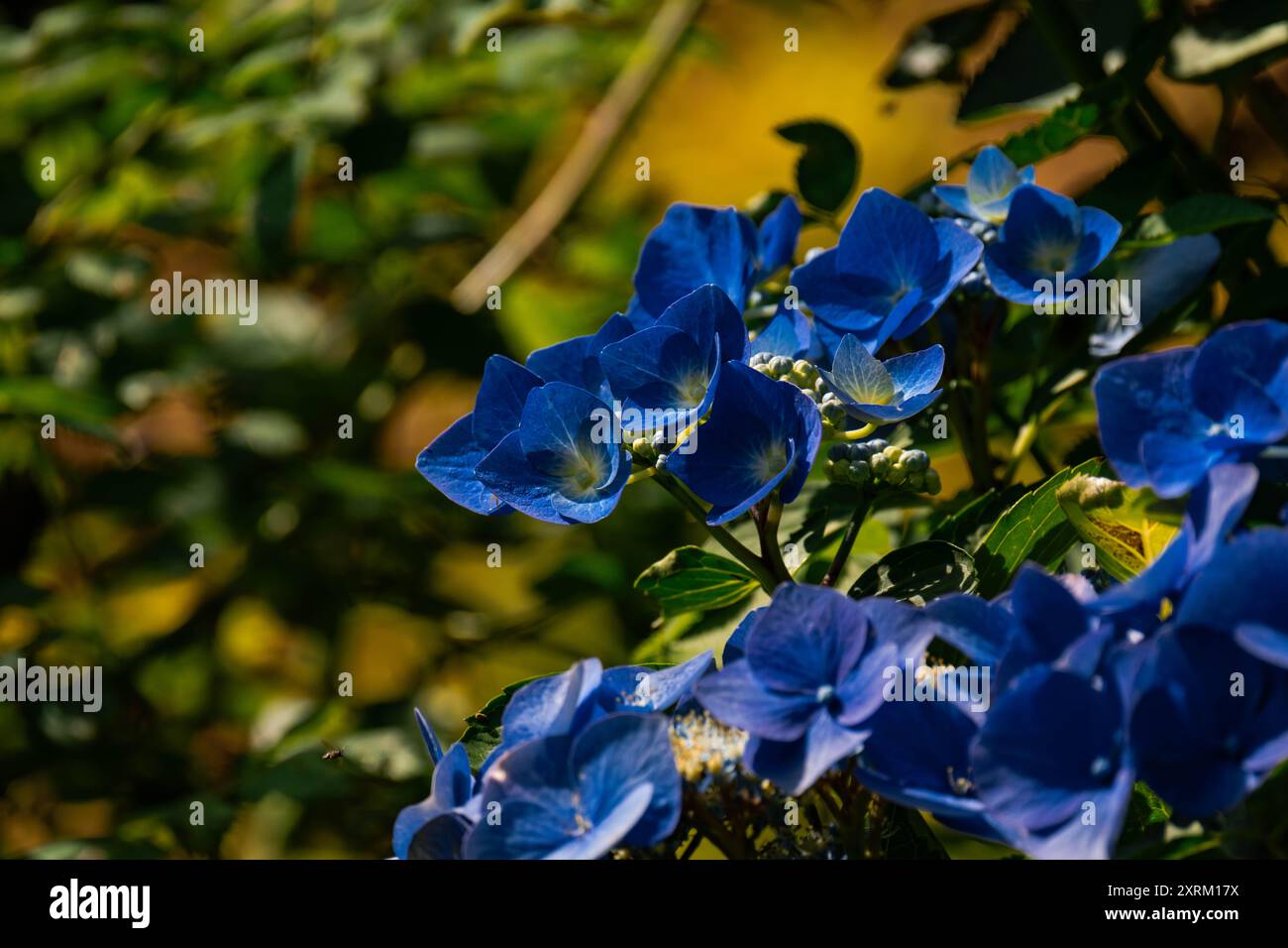 Dark blue hydrangeas in the summer Stock Photo - Alamy