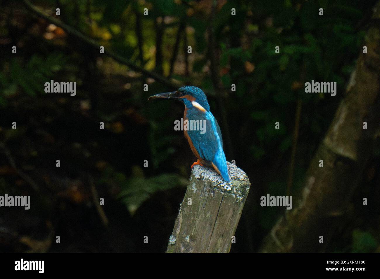 Kingfisher sitting on a tree stump with a fish in his mouth Stock Photo ...