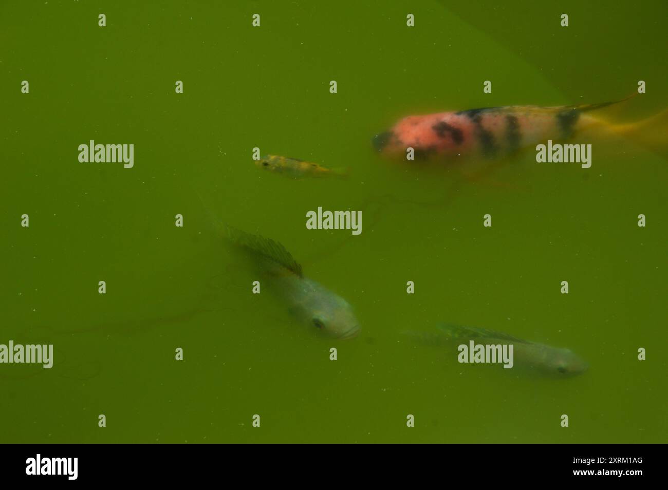 koi fish in a pond with murky water Stock Photo - Alamy