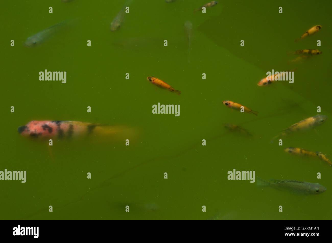 koi fish in a pond with murky water Stock Photo - Alamy