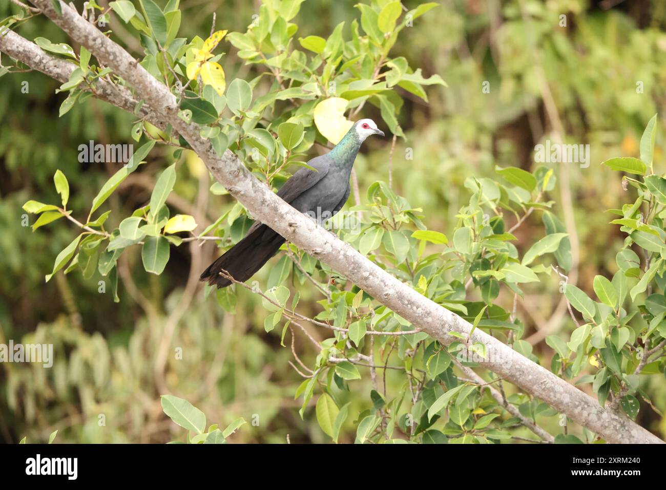 White-faced cuckoo-dove (Turacoena manadensis), also known as the white ...