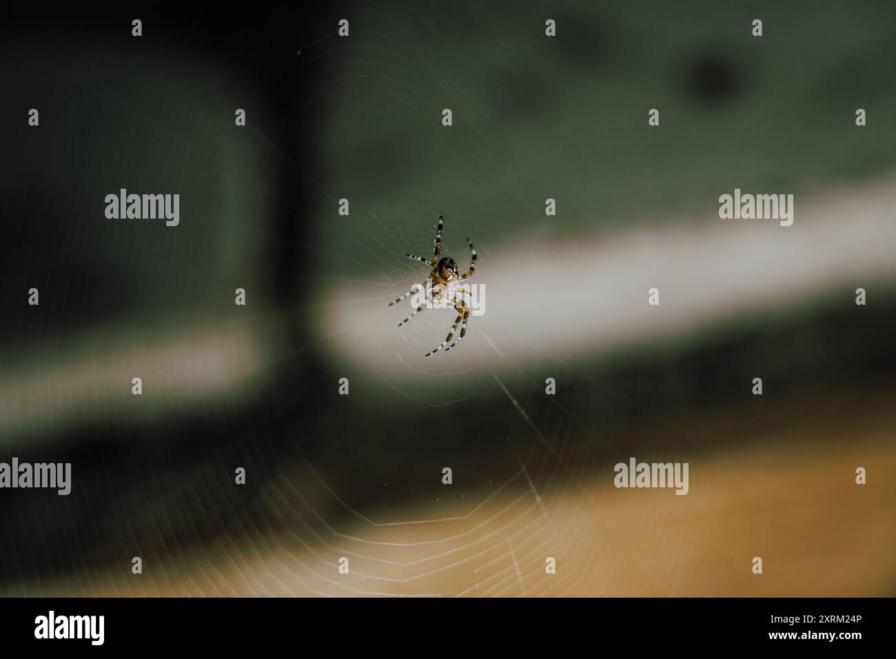 Real spooky spider web insect hi-res stock photography and images - Alamy