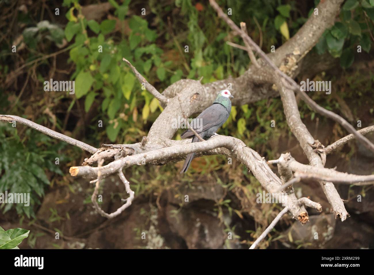 White-faced cuckoo-dove (Turacoena manadensis), also known as the white ...