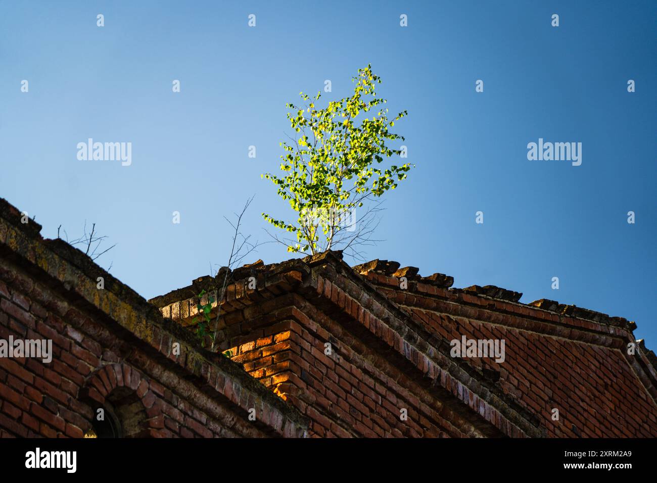 Tree growing on a brick building. The Kostrovitsky manor. 19th century ...