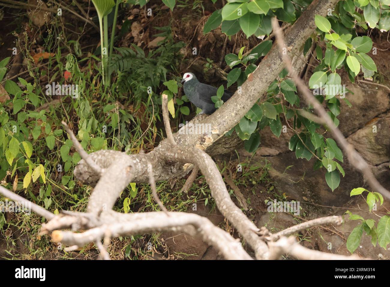 White-faced cuckoo-dove (Turacoena manadensis), also known as the white ...