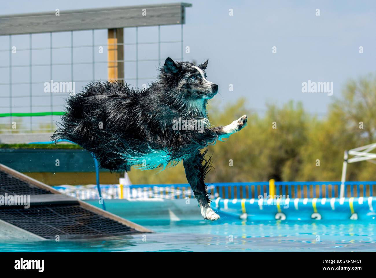 Australian shepherd photos hi-res stock photography and images - Alamy