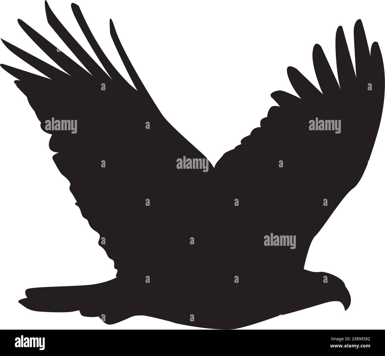 Eagle silhouette in black. Flying Aquila chrysaetos silhouette isolated. Eagle black design ...