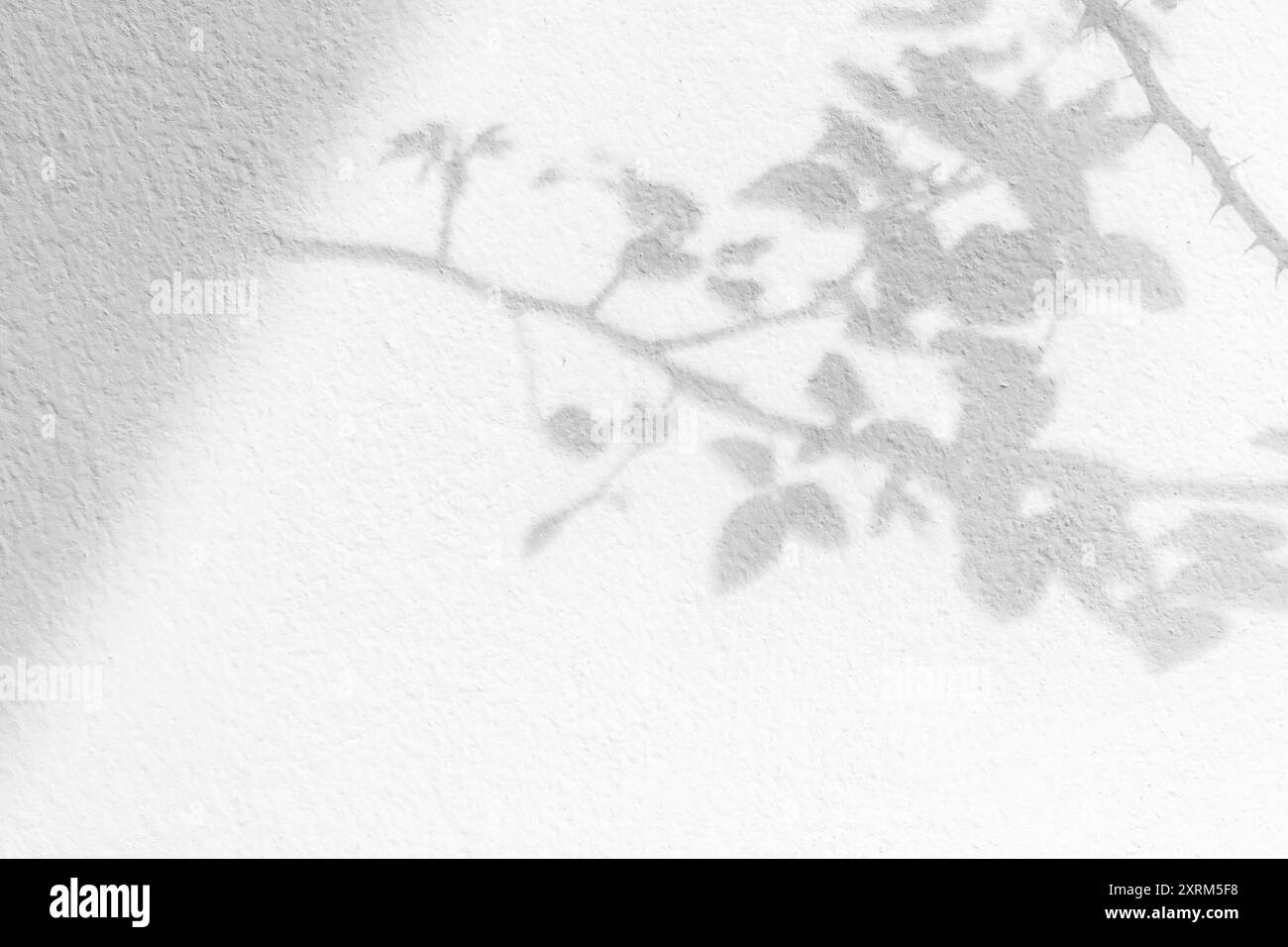 Abstract natural tree leaves shadow on white wall background Stock ...