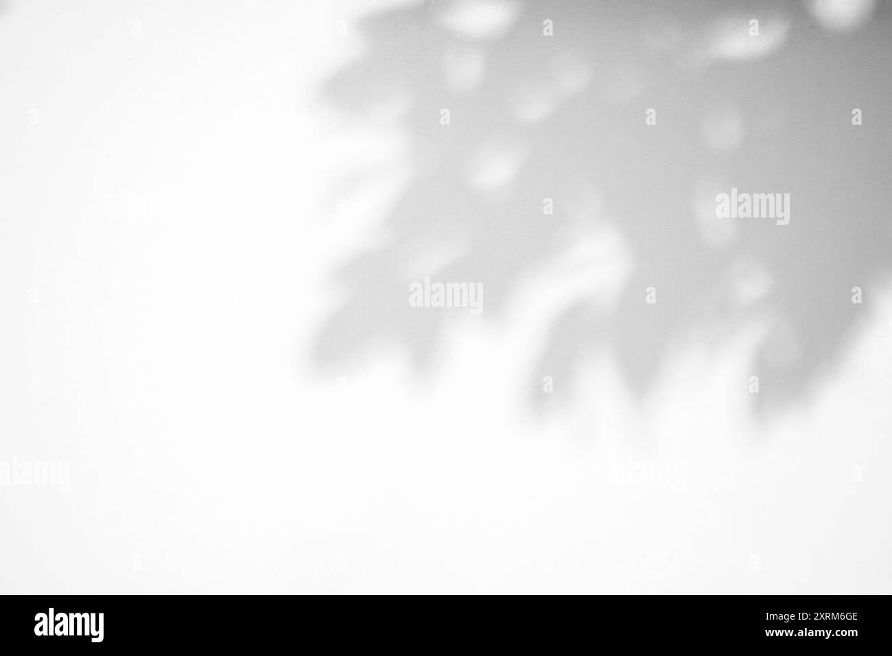 Abstract natural tree leaves shadow on white wall background Stock ...