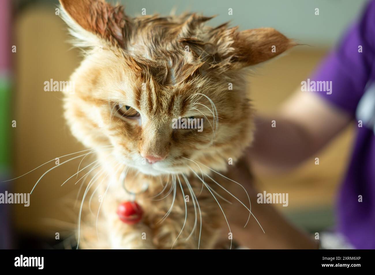An orange cat looks displeased after being forced to take a bath Stock ...