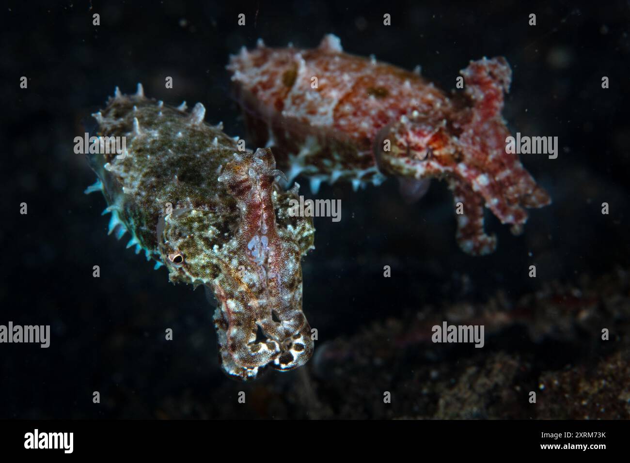 Dwarf cuttlefish sepia bandensis hi-res stock photography and images ...
