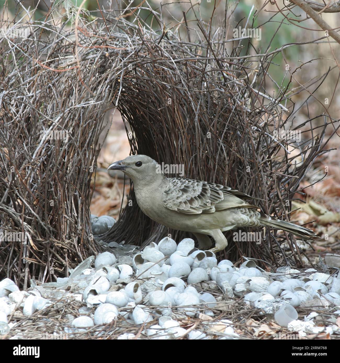 Great Bowerbird, Chlamydera Nuchalis, Litchfield National Park ...