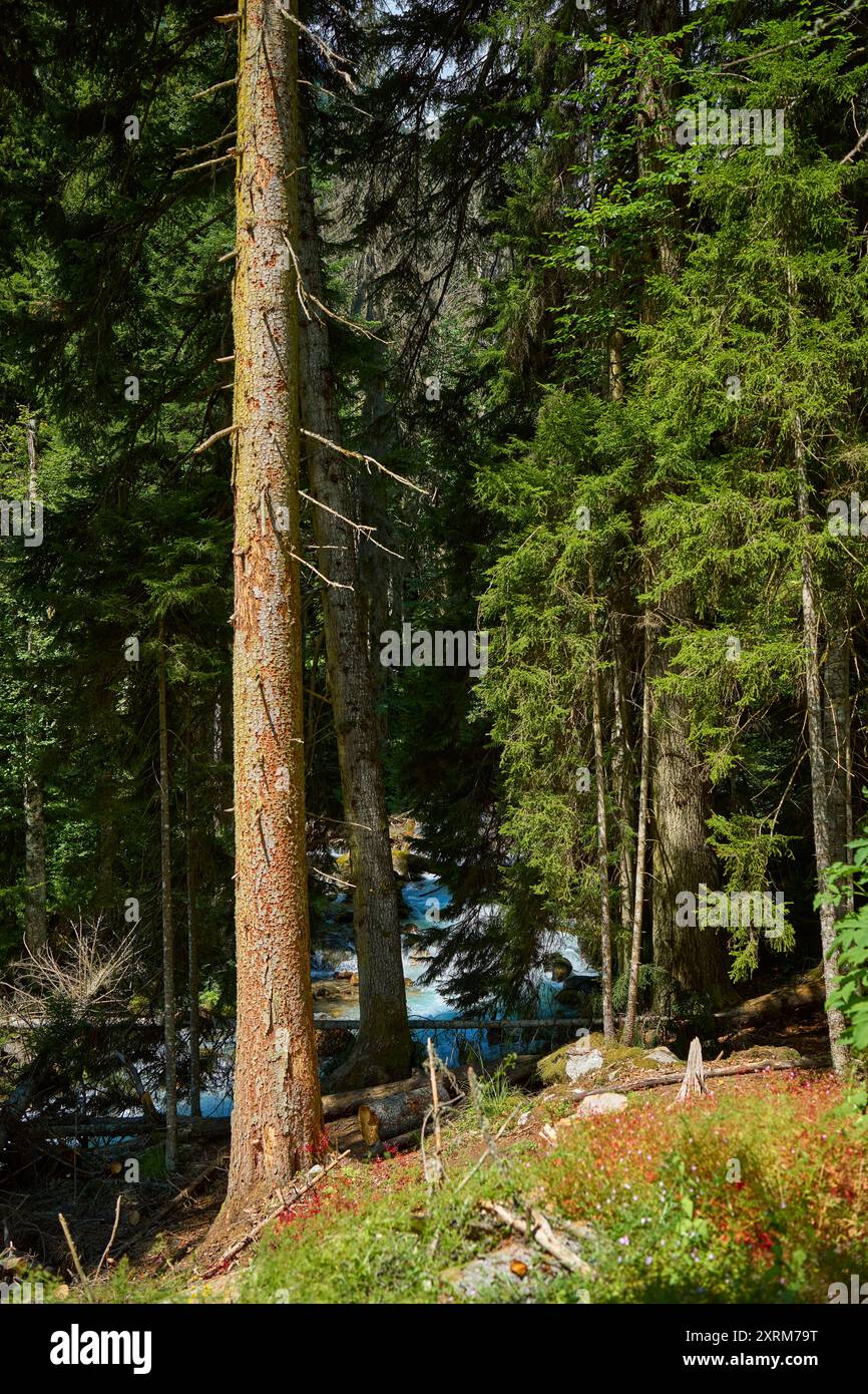 Tall waterfall among trees hi-res stock photography and images - Alamy