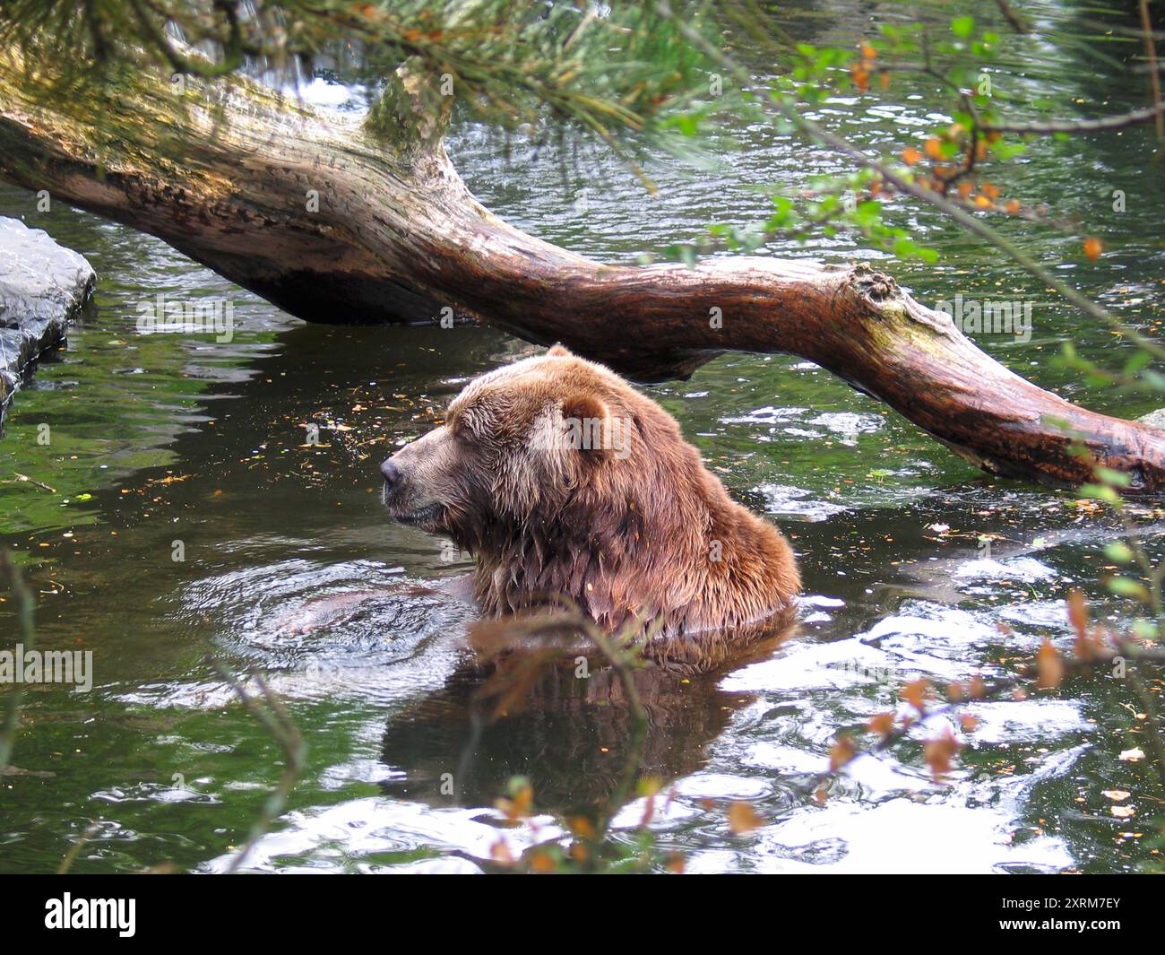 Brown bear taking a bath in the pond in the park outdoors Stock Photo ...