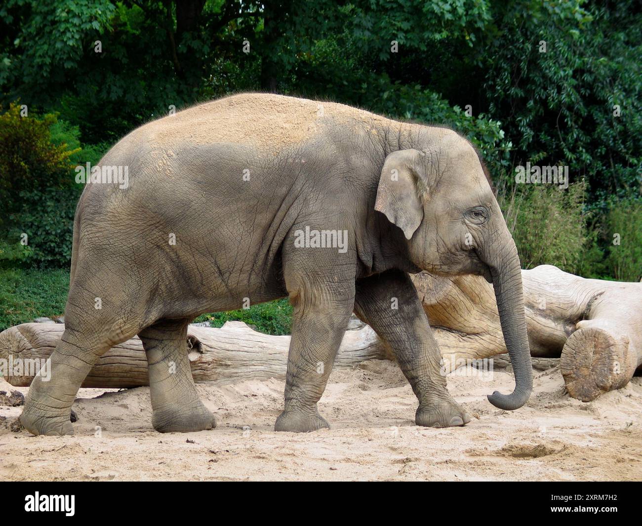 Elephant walking in zoo hi-res stock photography and images - Alamy