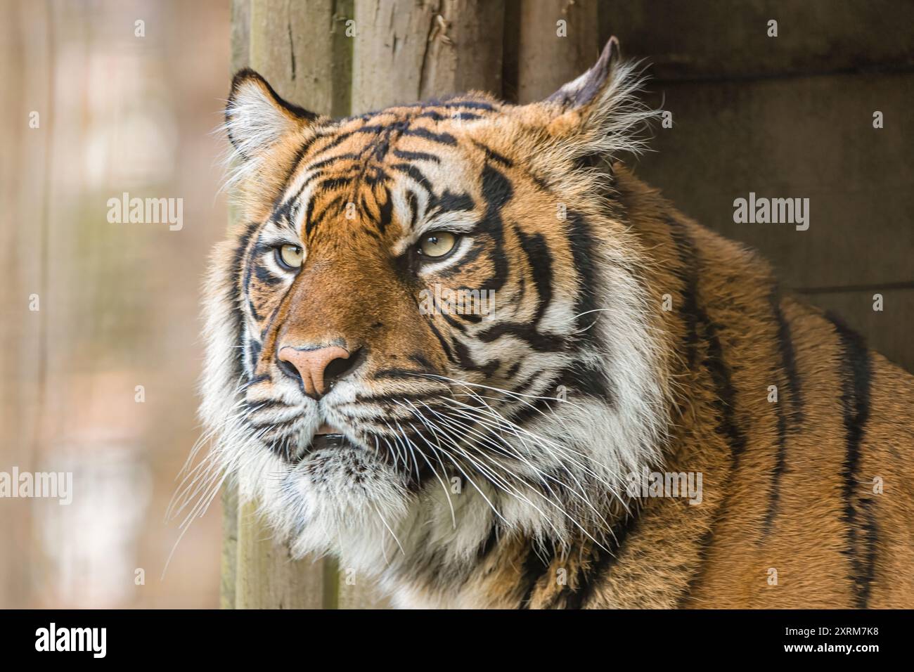 Sumatra tiger cat animal hi-res stock photography and images - Alamy