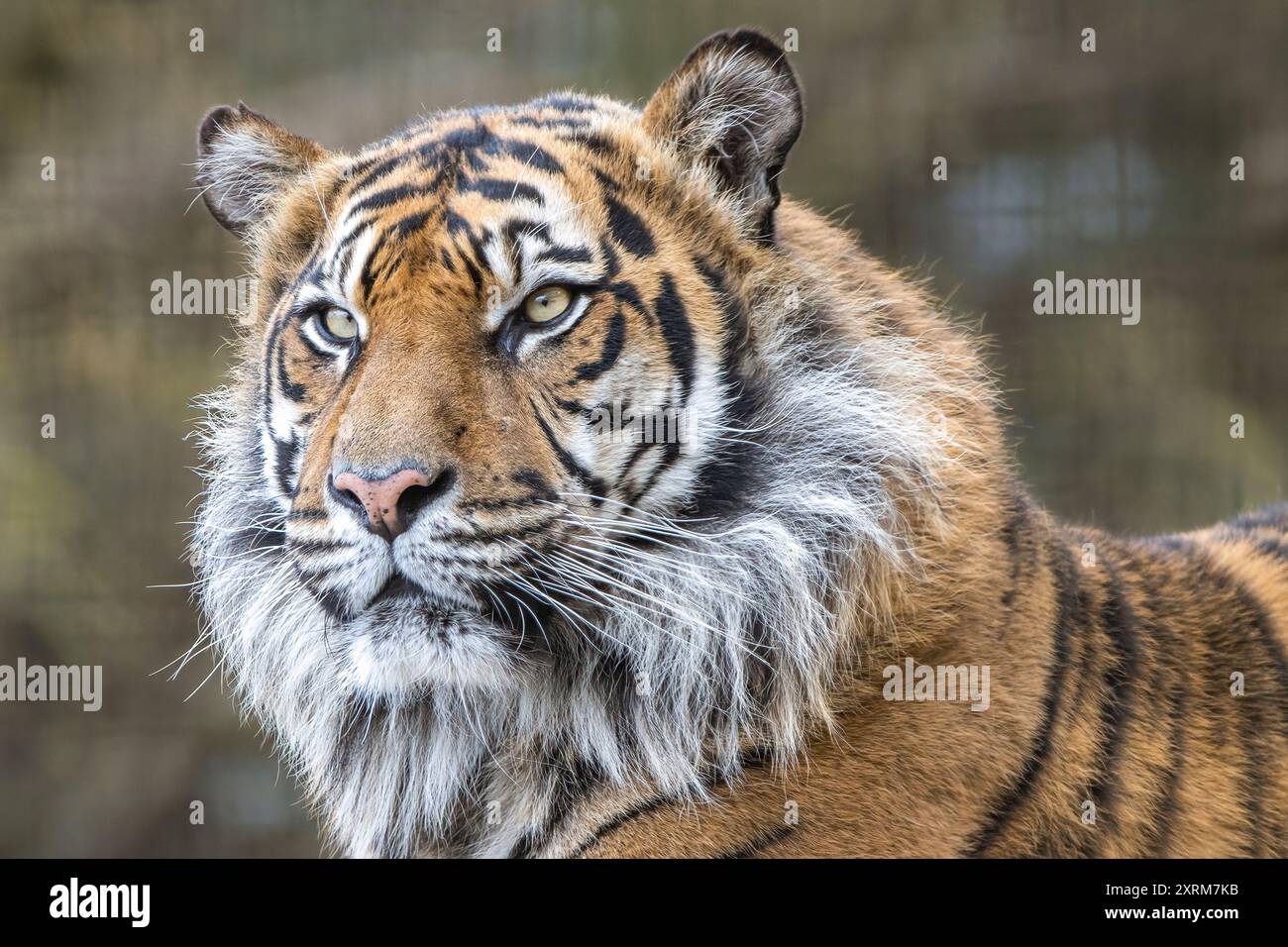 Tiger fur sumatra cat hi-res stock photography and images - Alamy