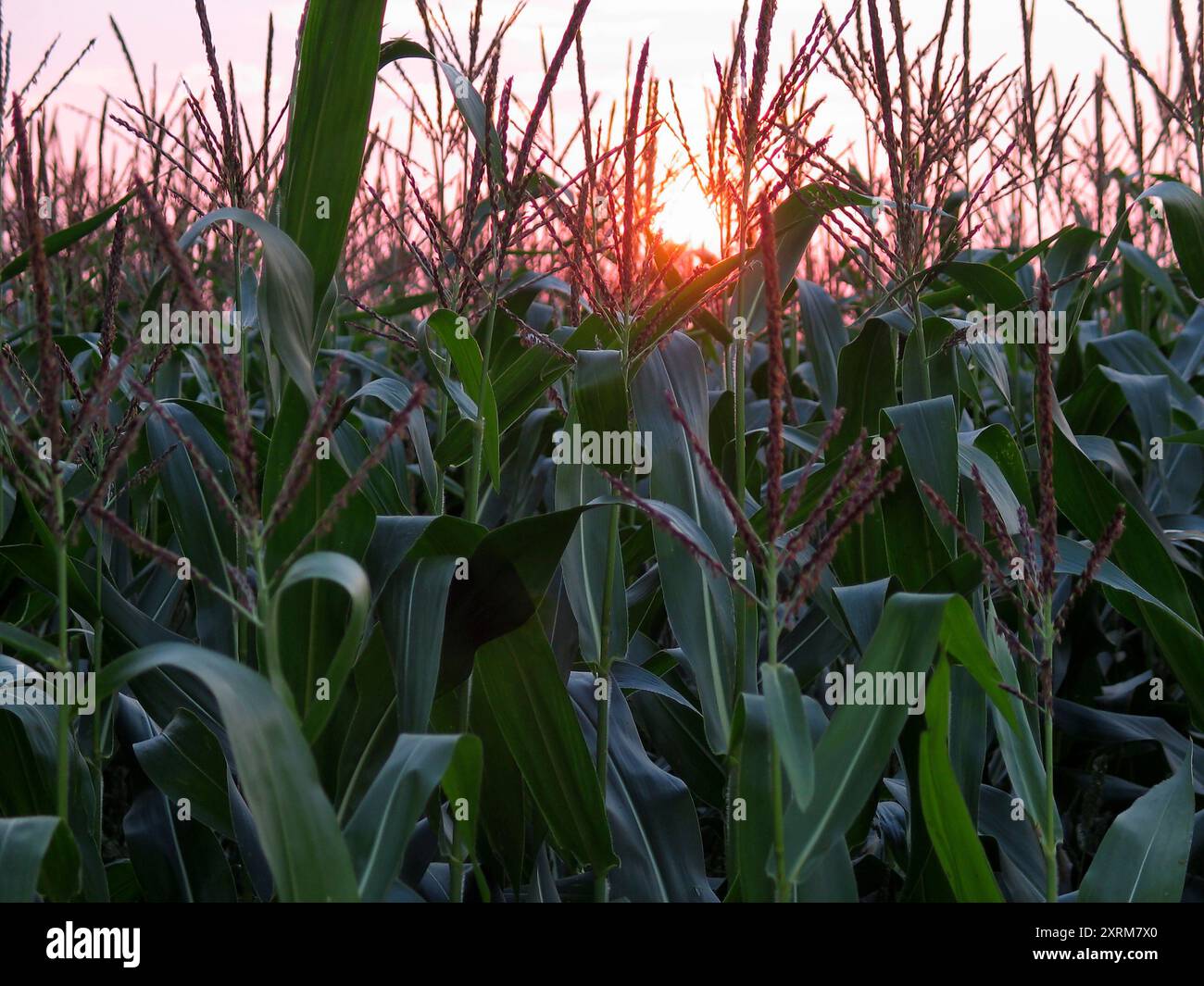Corn field at sundown close up in summer season Stock Photo - Alamy