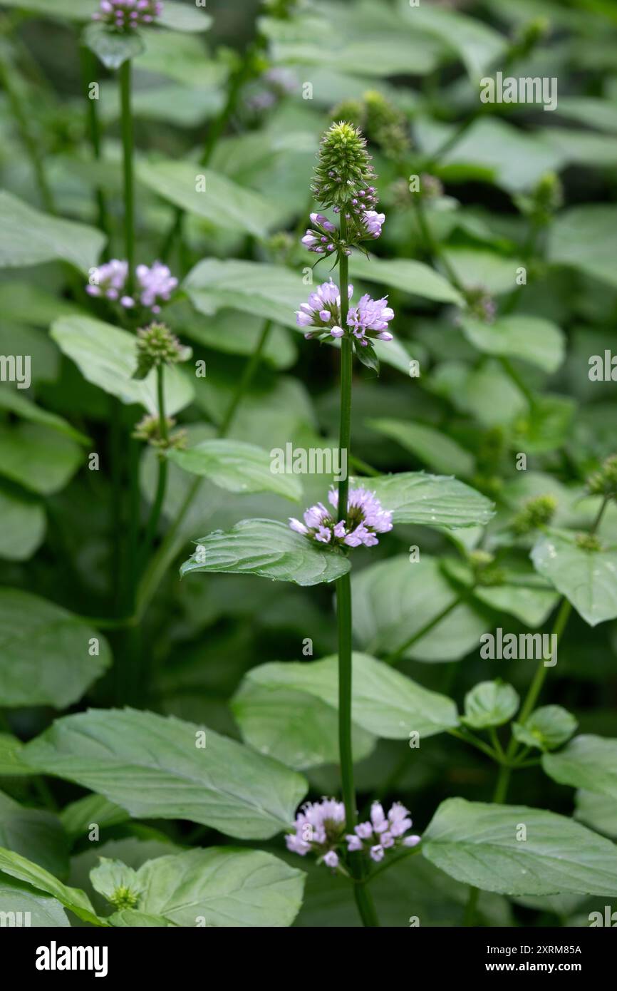 Fresh flowering Mentha aquatica, water mint, close up outdoors full ...