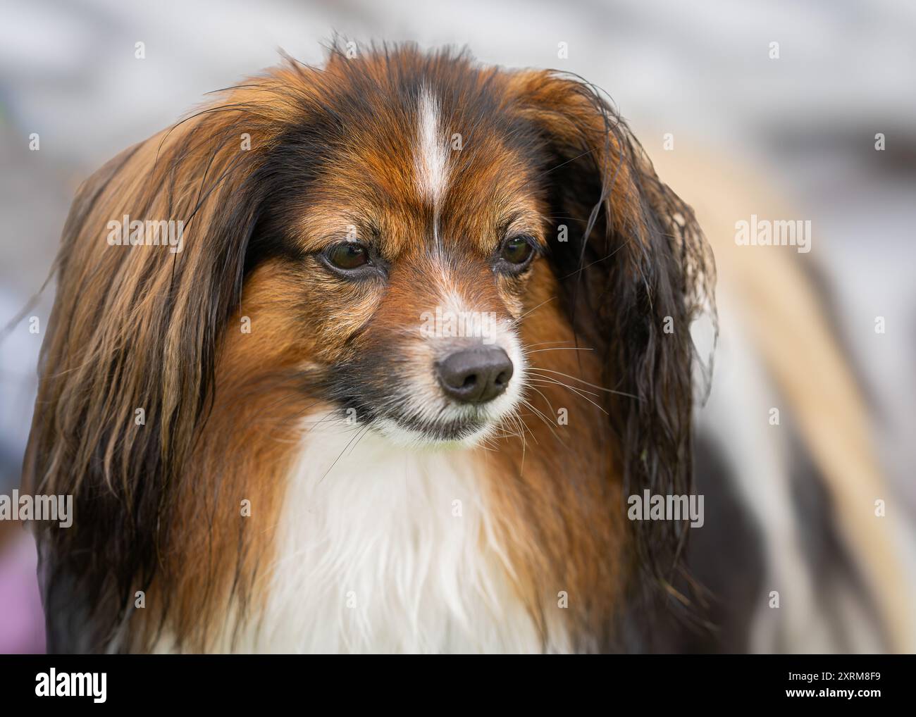 Red haired fluffy dog hi-res stock photography and images - Alamy