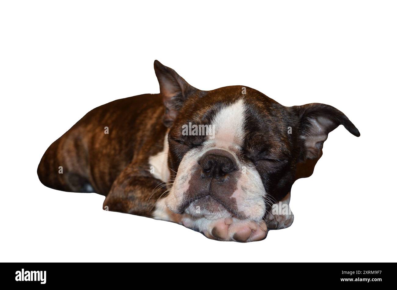 Sleeping Boston Terrier puppy on a white background. The dog is ...