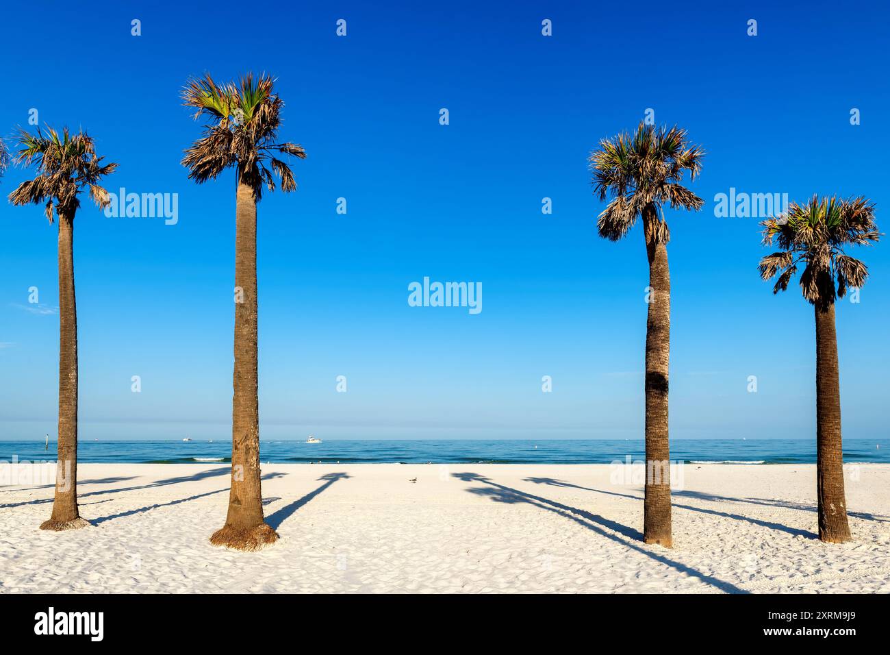 Palm trees in beautiful Clearwater beach early morning in Clearwater ...