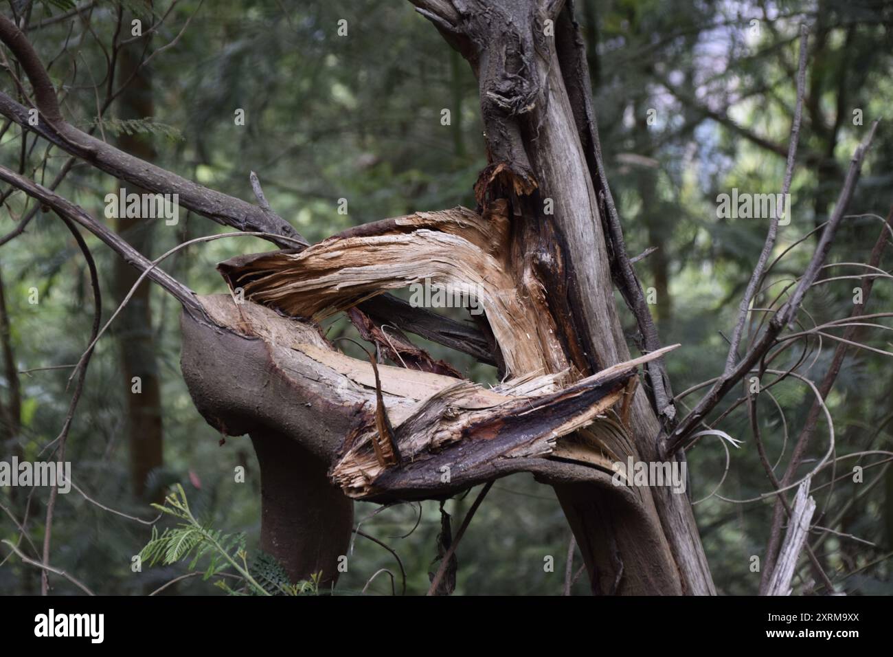 Lush forest with life color and smell of nature Stock Photo - Alamy