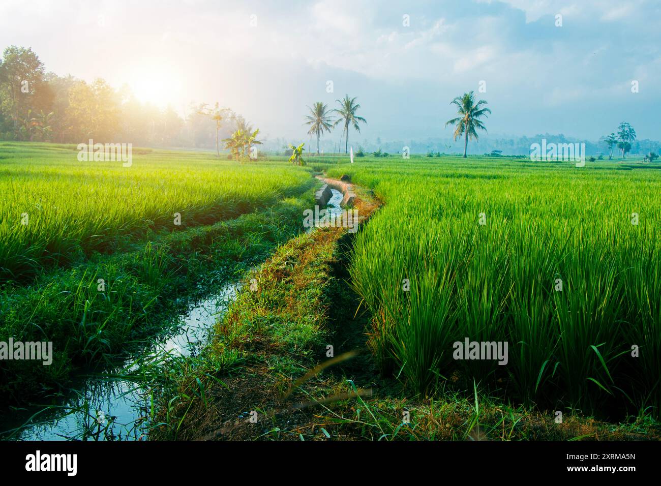 Indonesian green rice field landscape with irrigated rice fields in mid ...